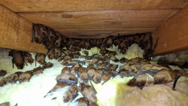 NewsPascani.com Pașcani, Târgu Frumos, Iași - 300 de lilieci au intrat ...